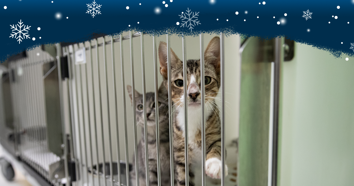 Please Give Before Midnight | Donate Now | ASPCA