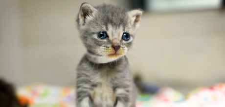 Give Lifesaving Support Today | Donate Now | ASPCA