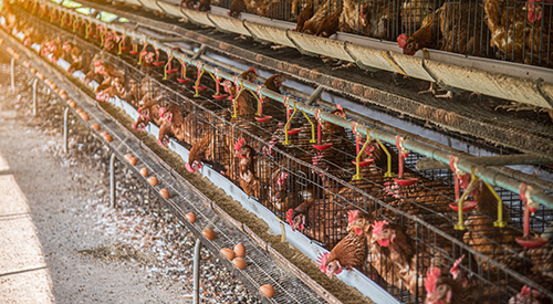 Arizona: Take a Stand Against Cruel Confinement of Hens | ASPCA