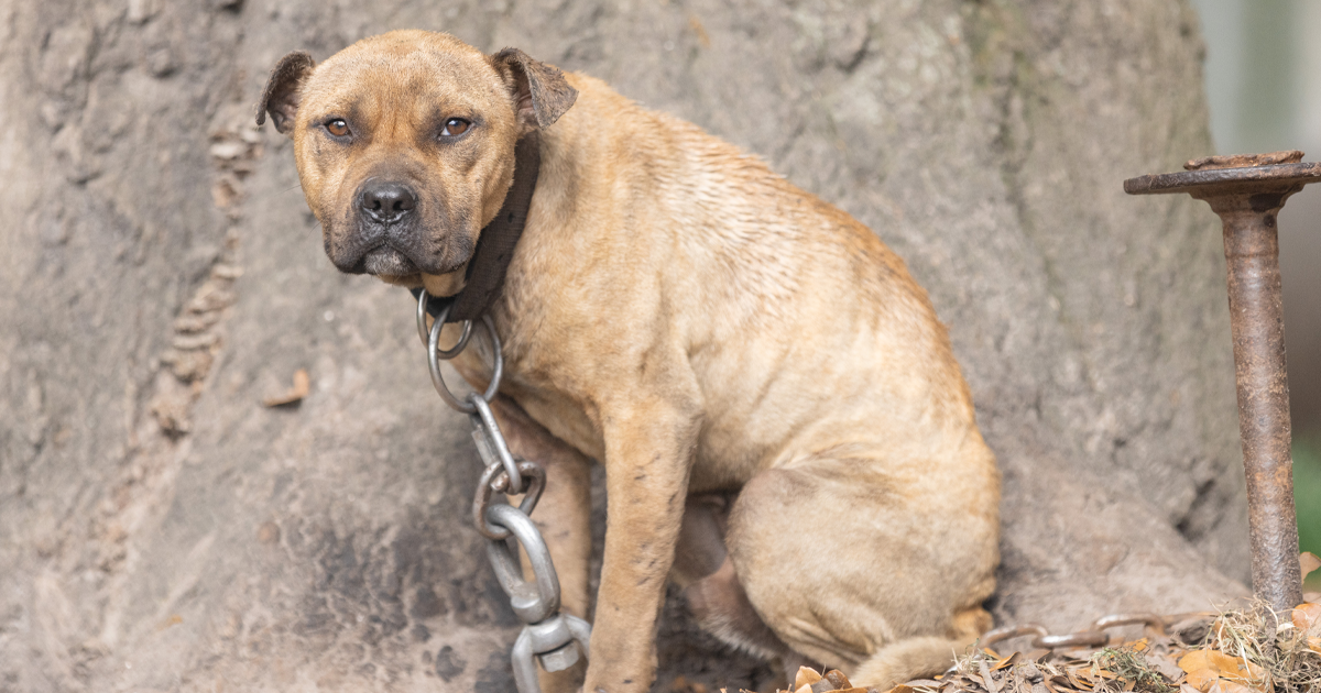 Abused Animals Need You: Take the Pledge to Fight Cruelty | ASPCA