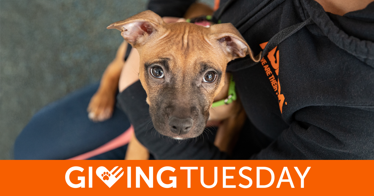 Give Animals Their First Happy Holiday This GivingTuesday | ASPCA