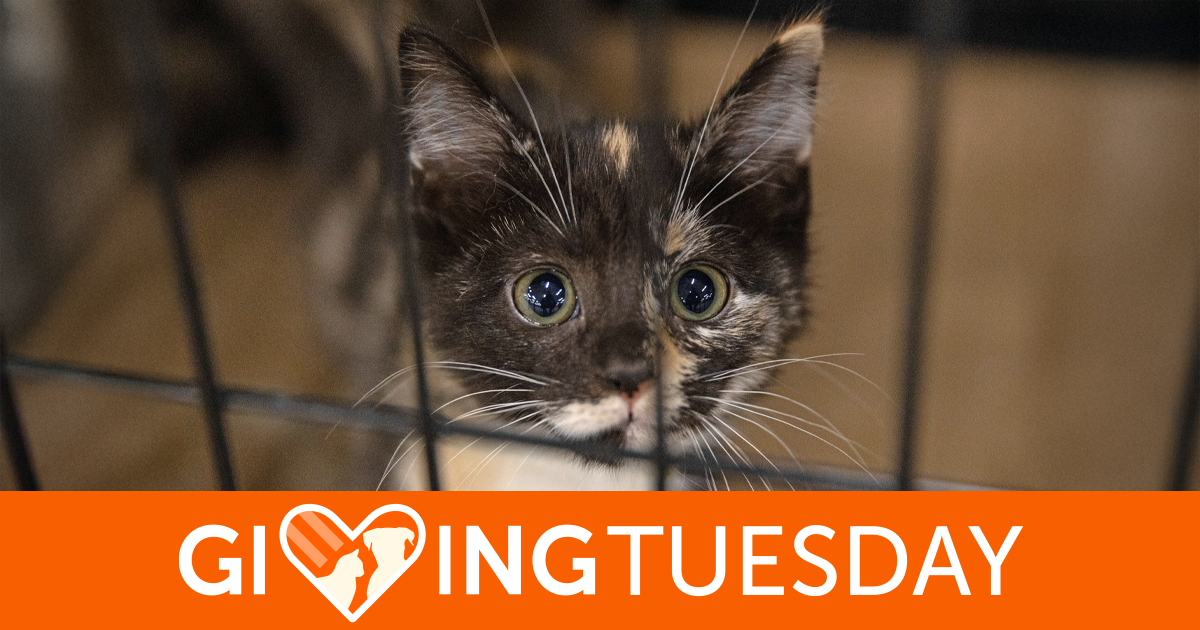 Provide Rescue & Care This GivingTuesday | ASPCA