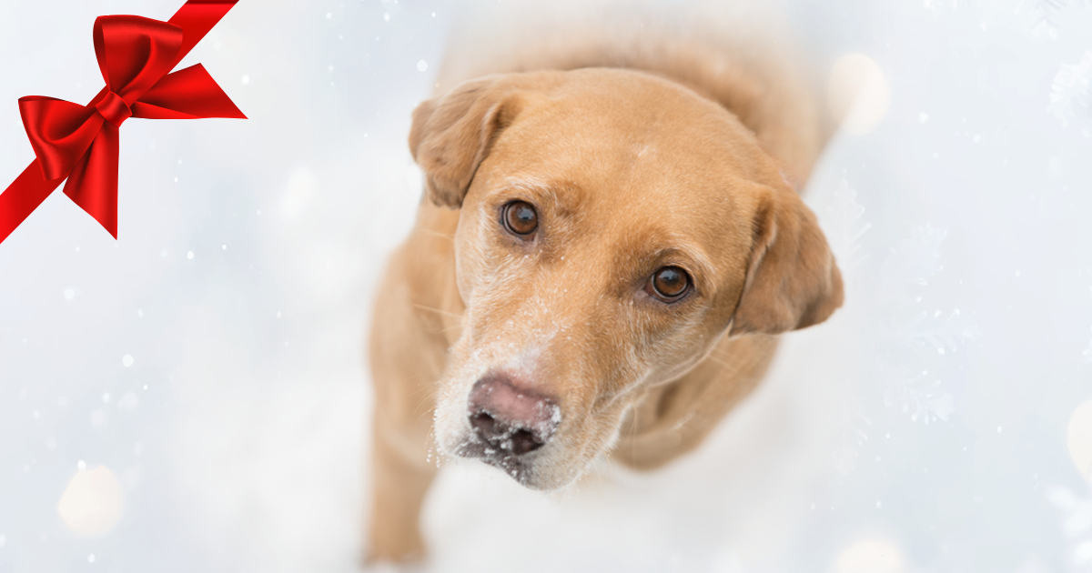 Give Animals Their First Happy Holiday | ASPCA