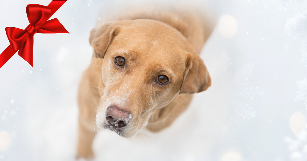 Give Them Hope for the Holidays | ASPCA