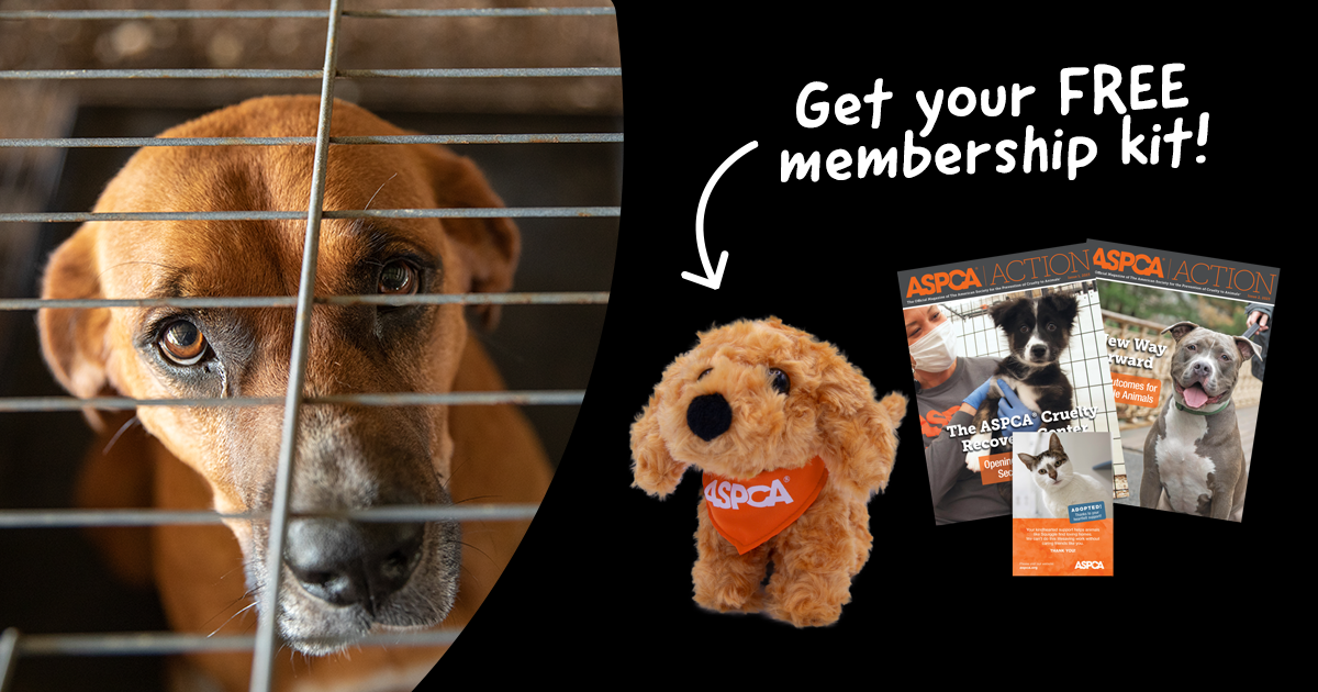 Your Spare Change Can Save Lives! | ASPCA