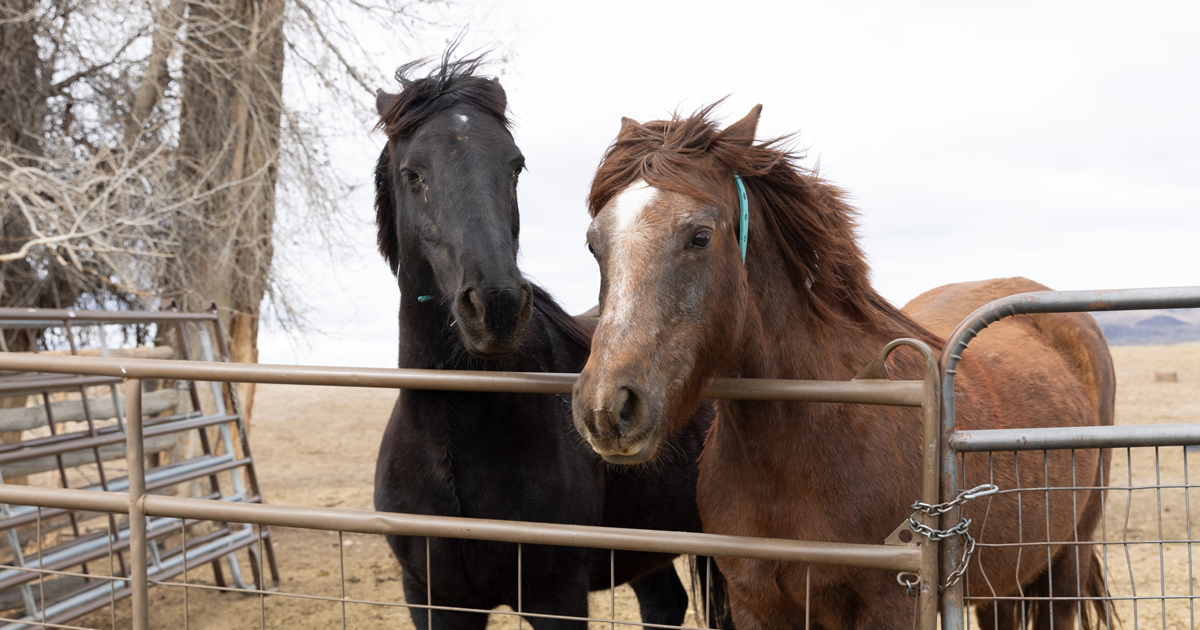 Help Rescue and Care for More Cruelty Victims | Donate Now | ASPCA