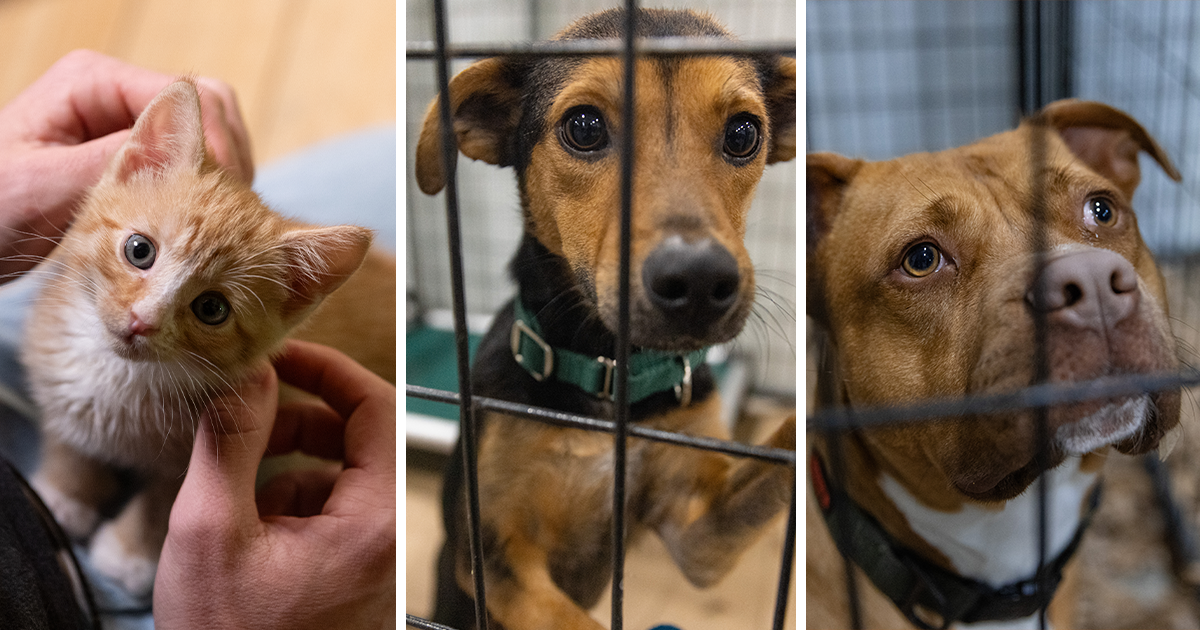 Help Homeless Animals Today | Donate Now | ASPCA