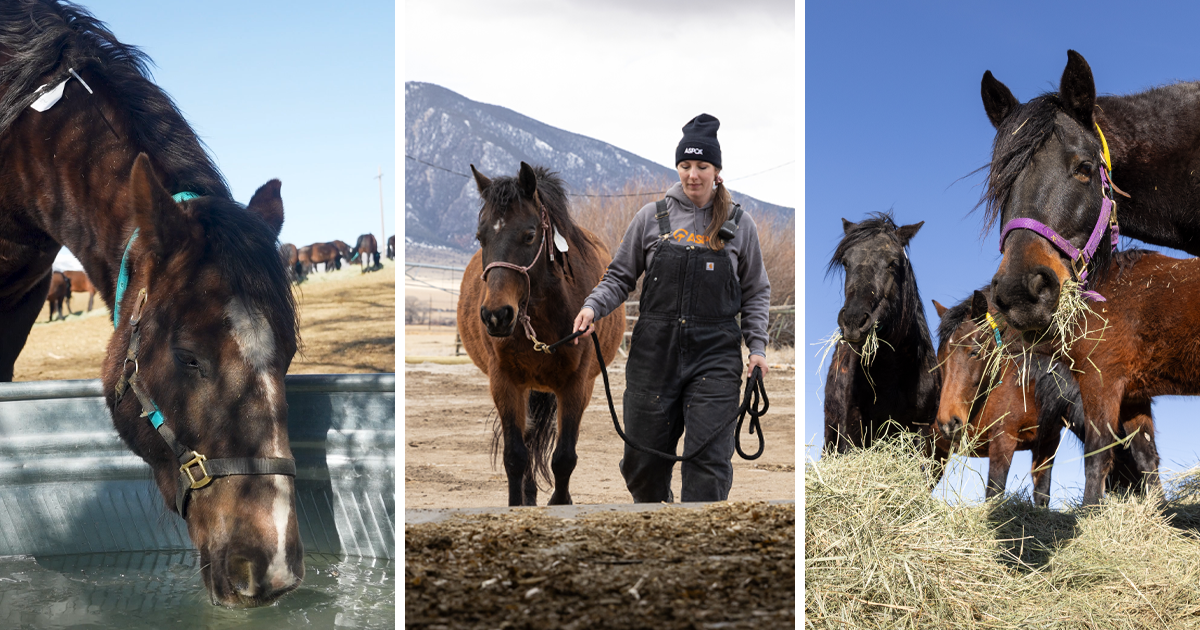 Help Give New Beginnings to Animals in Need | Donate Now | ASPCA