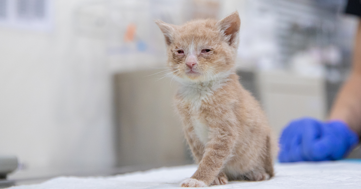 Give Lifesaving Support Today | Donate Now | ASPCA