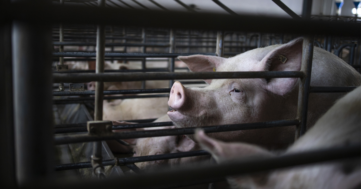 Defend Animal Protection Laws! | ASPCA