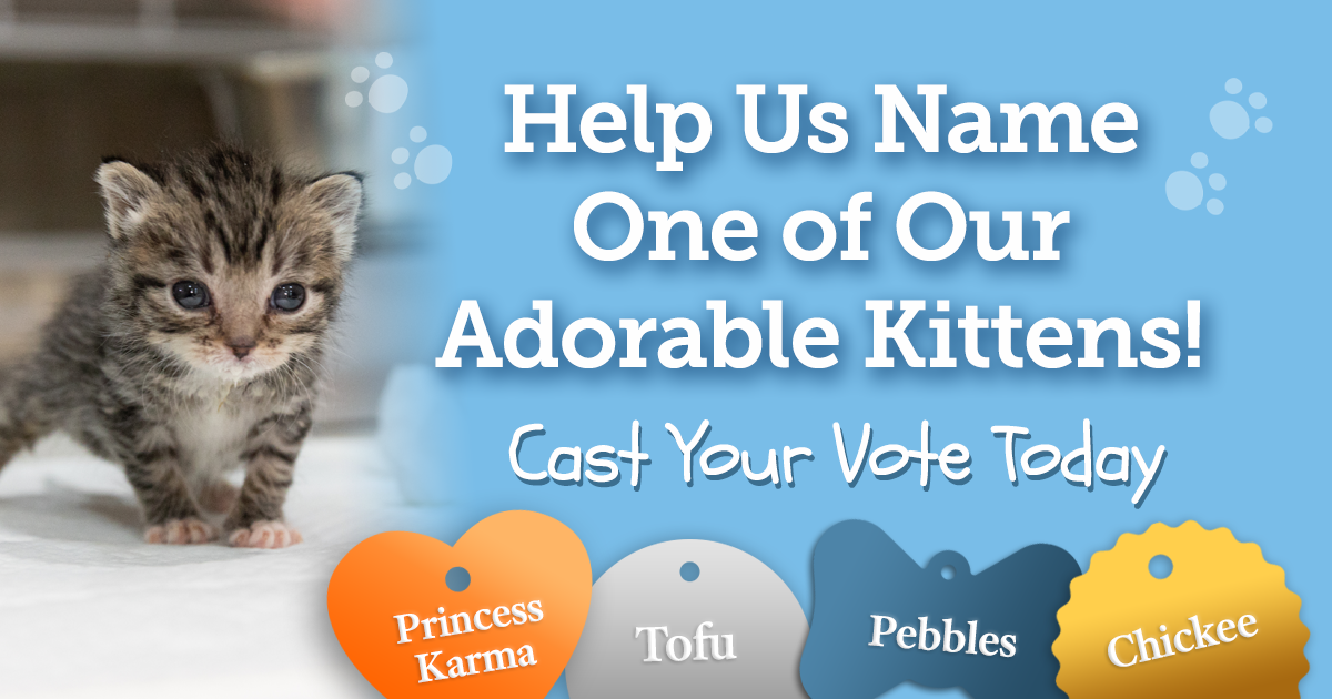 Help Us Name One of Our Adorable Kittens! Cast Your Vote Today | ASPCA