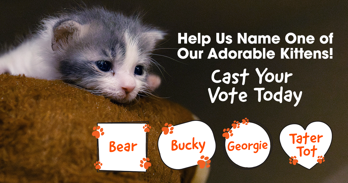 Help Us Name One of Our Adorable Kittens! Cast Your Vote Today | ASPCA