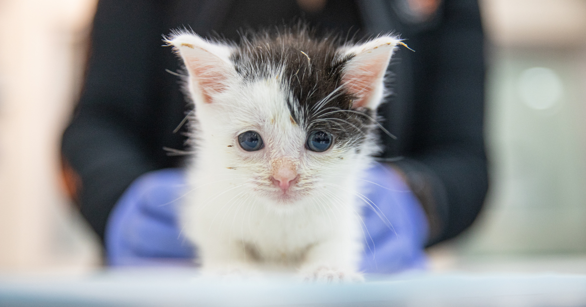 Vulnerable Cats and Kittens Need Your Help! | Donate Now | ASPCA