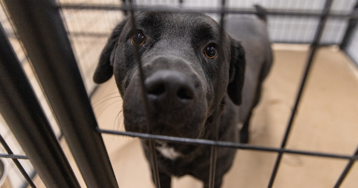 There’s Still Time to Save Lives in 2024! | ASPCA