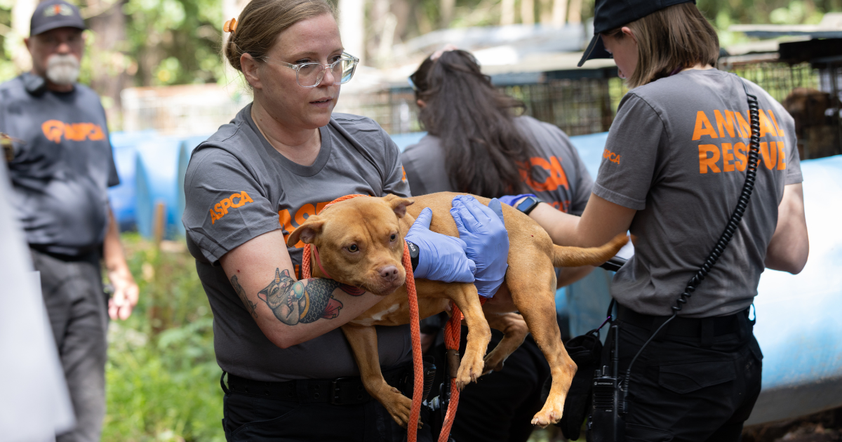 Help Us Rescue More Animals in Need | ASPCA