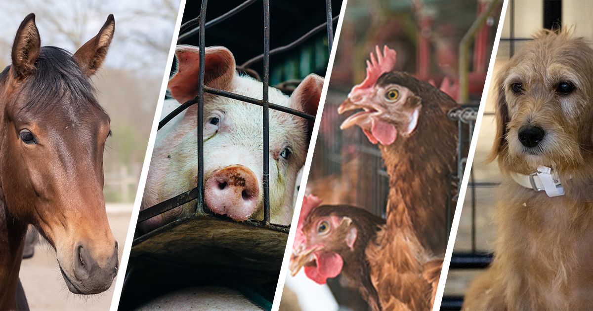USA: Urge Congress to Protect Animals in the Farm Bill | ASPCA
