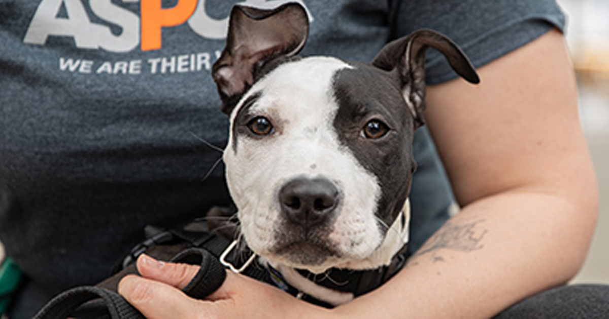 Join the ASPCA Mobile Action Team | SMS Alerts | ASPCA