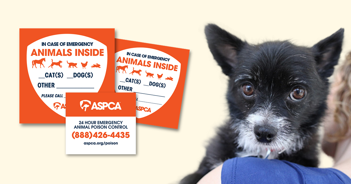 Pet Safety Pack | Emergency Rescue | Window Sticker | ASPCA