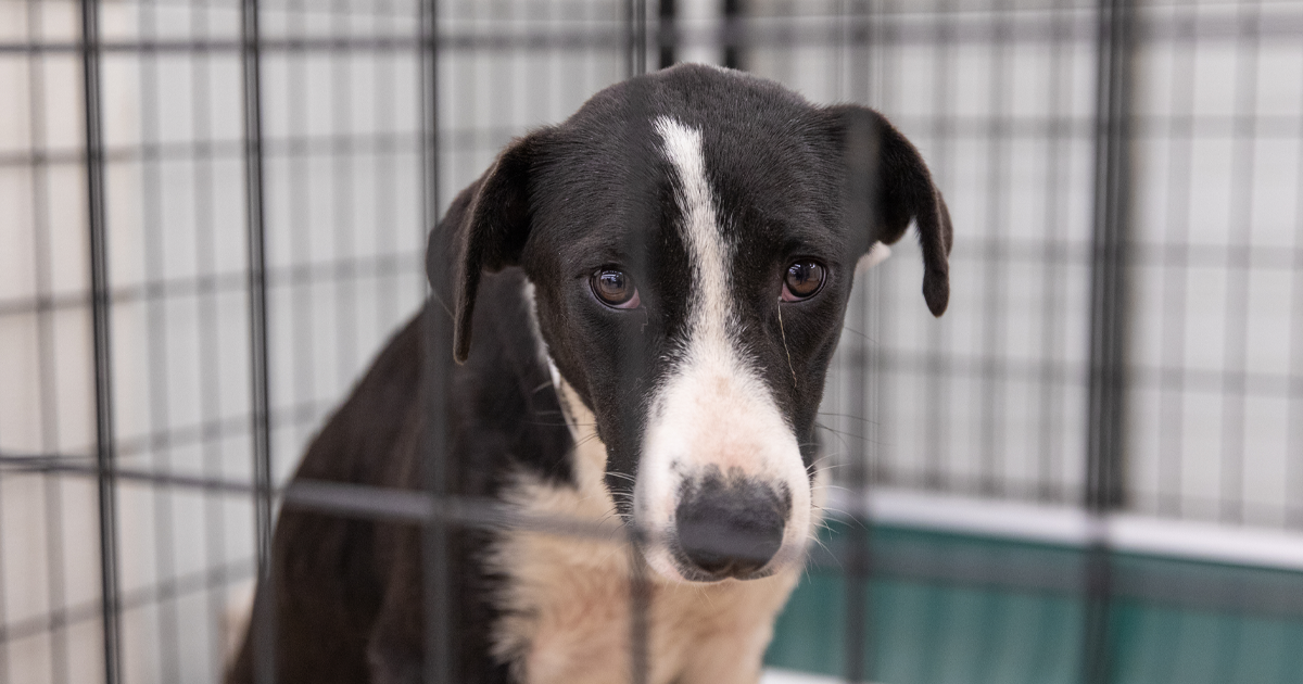 There’s Still Time to Help Forgotten Animals! | ASPCA