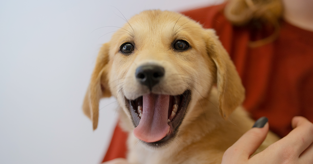 Donate to the ASPCA | Help Animals |Make a Gift | ASPCA