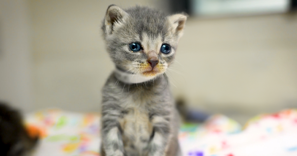 Give Lifesaving Support Today | Donate Now | ASPCA