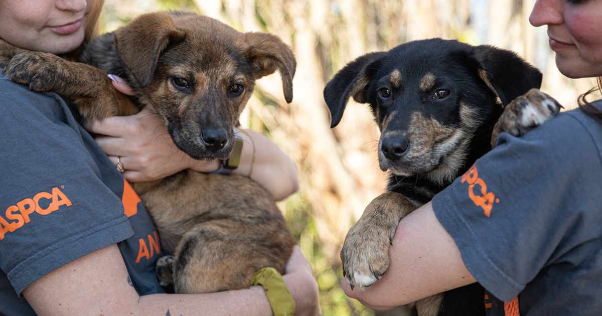 Match Your Gift for Vulnerable Animals! | Donate Now | ASPCA