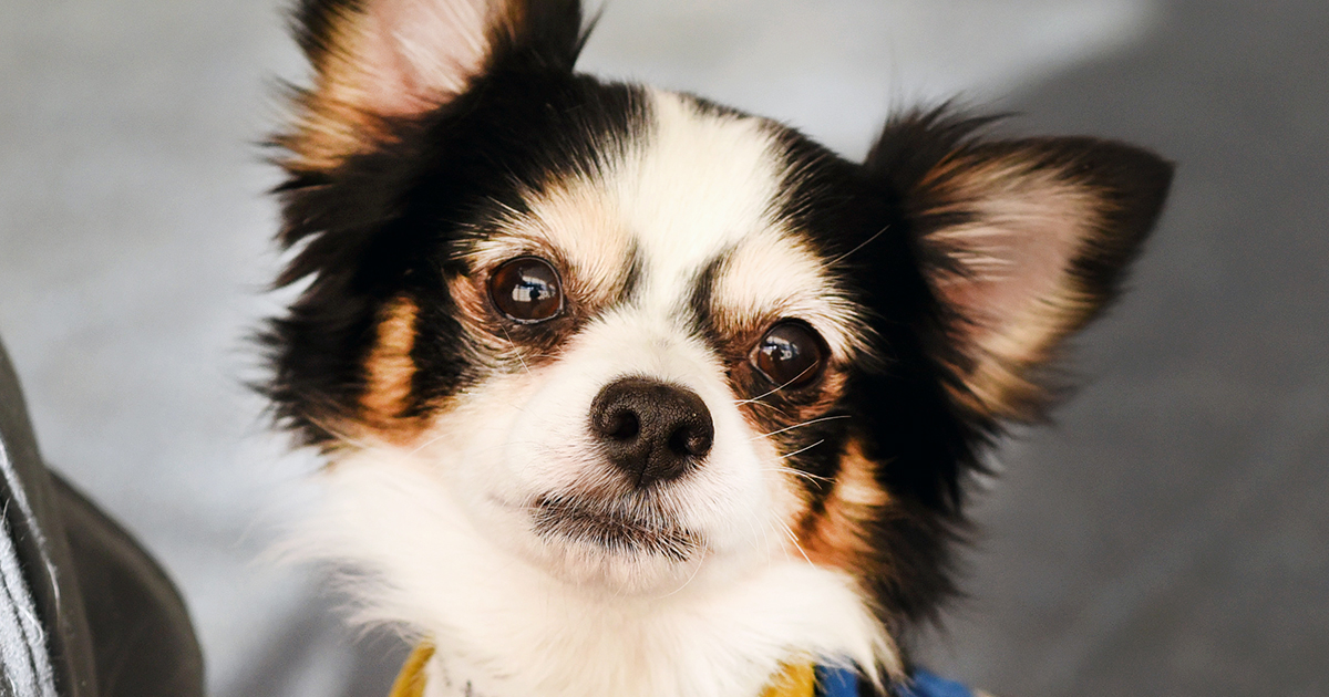 Memorial Gifts | ASPCA