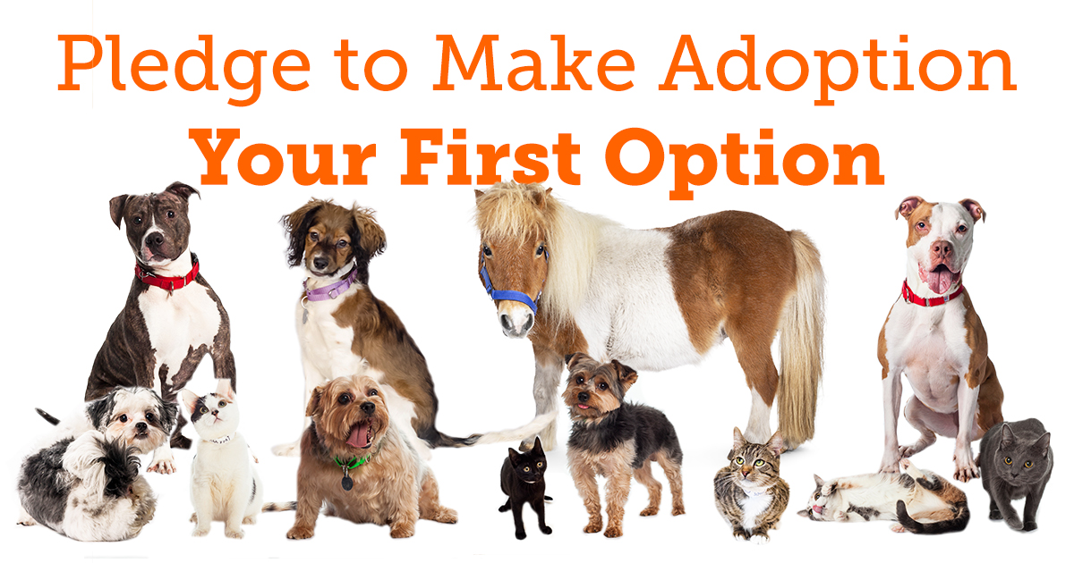 Pledge to Make Pet Adoption Your First Option! l ASPCA