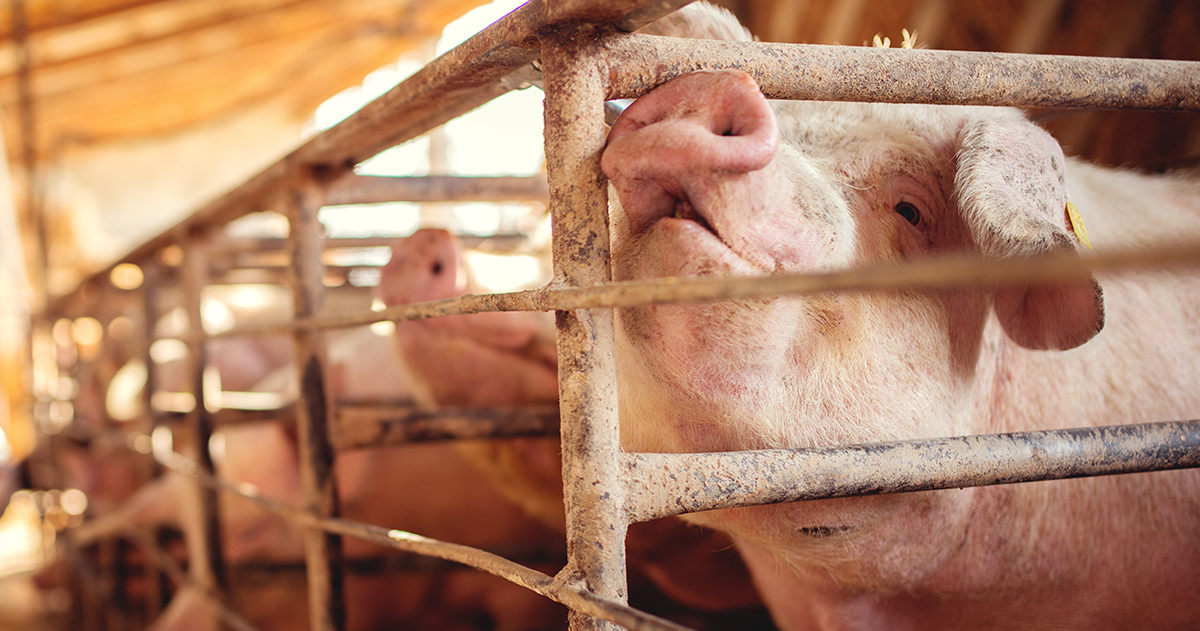 Tell Trader Joe's, Winn-Dixie, Piggly Wiggly and Save A Lot to Stop ...