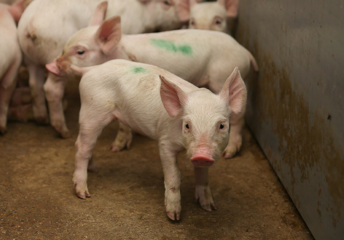 Protect Animals and Good Samaritans in Utah! | ASPCA