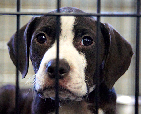 You Can Help Save Animals Today! | ASPCA