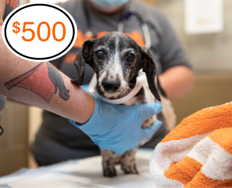 Your Gift Could Save a Life | ASPCA