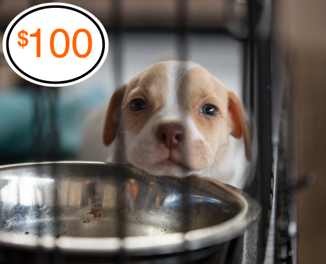 You can help save animals today. | ASPCA