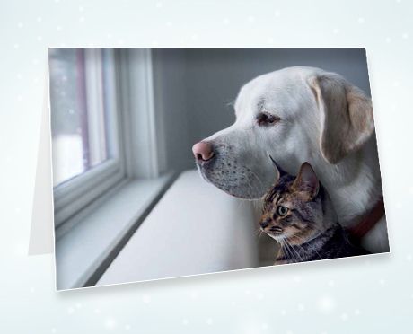 Memorial Gifts | Tribute Donations| Send a Card | ASPCA